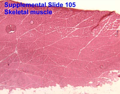 Skeletal Muscle Tissue Cross Section MUSCLE TISSUE | Basicmedical Key